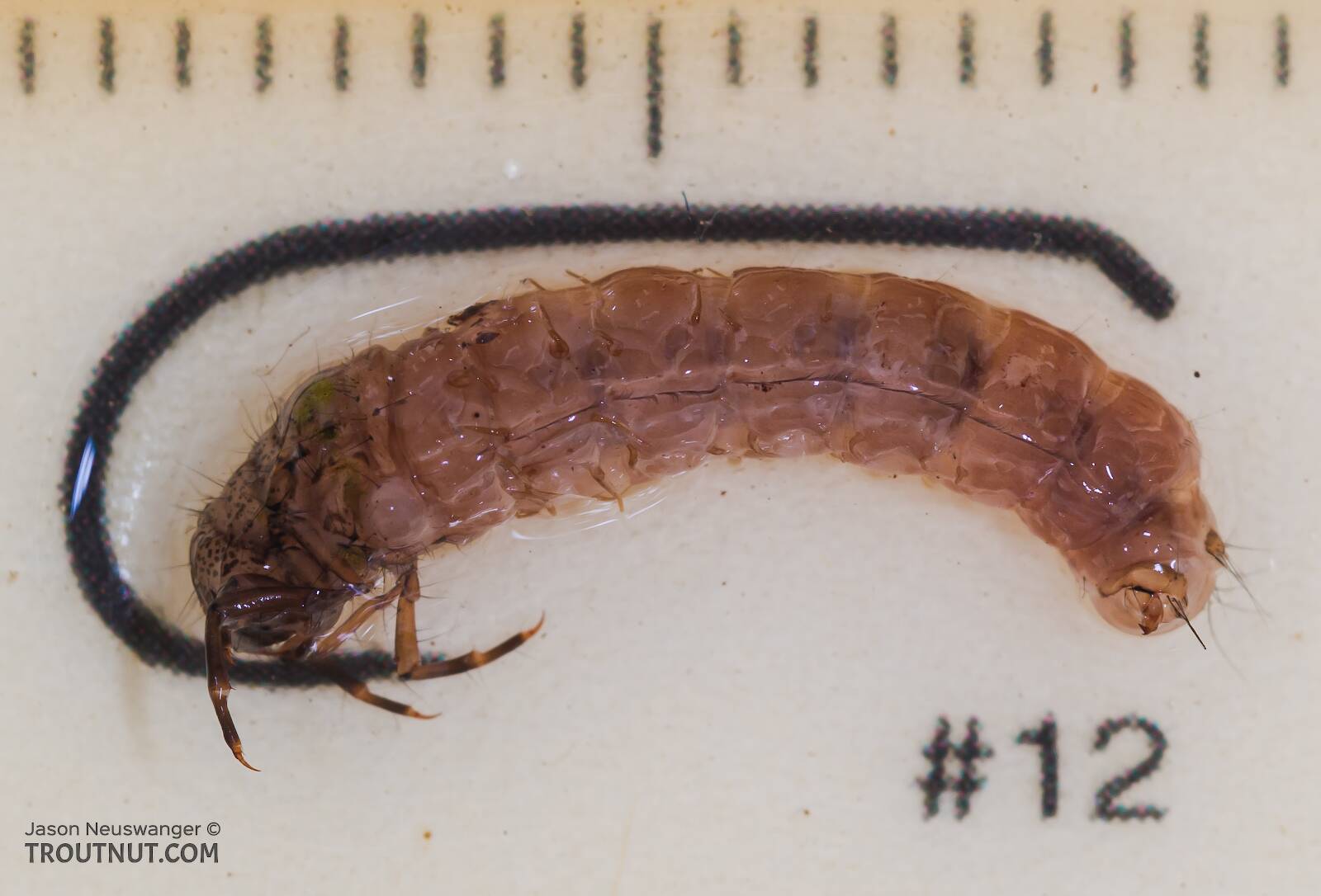 Pycnopsyche guttifera (Great Autumn Brown Sedge) Caddisfly Larva Pictures