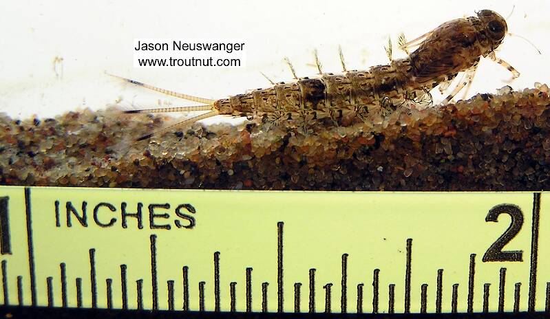 Siphloplecton basale (Pseudo-Gray Drake) Mayfly Nymph Pictures