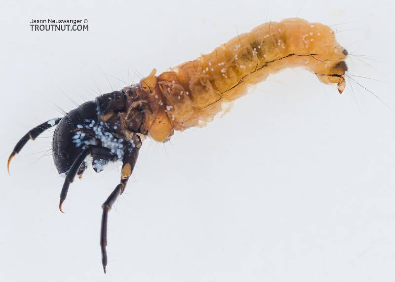 Limnephilidae (Giant Sedges) Caddisfly Larva Pictures