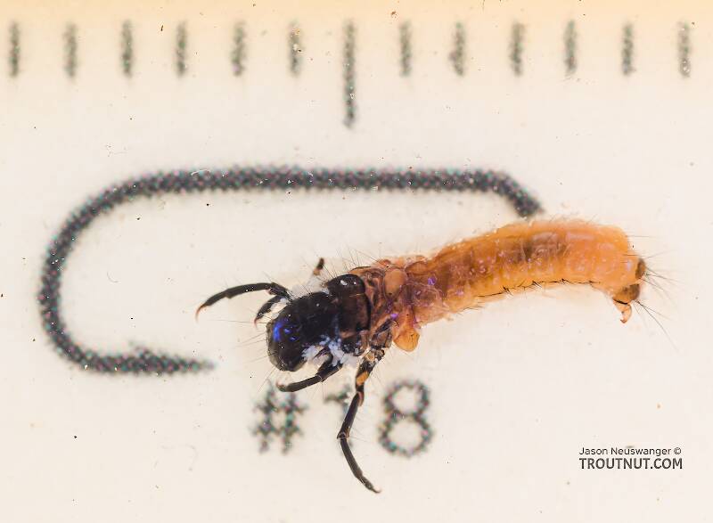 Limnephilidae (Giant Sedges) Caddisfly Larva Pictures