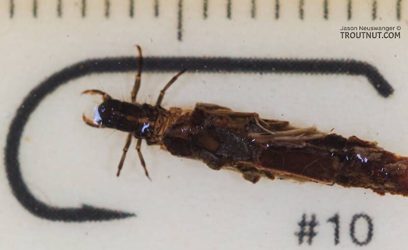 Limnephilidae (Giant Sedges) Caddisfly Larva Pictures