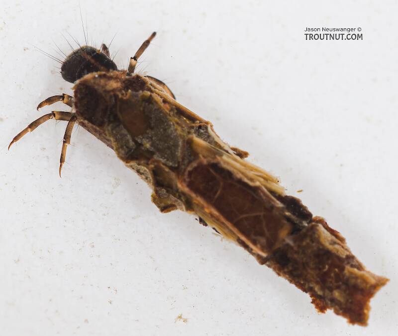 Limnephilidae (Giant Sedges) Caddisfly Larva Pictures