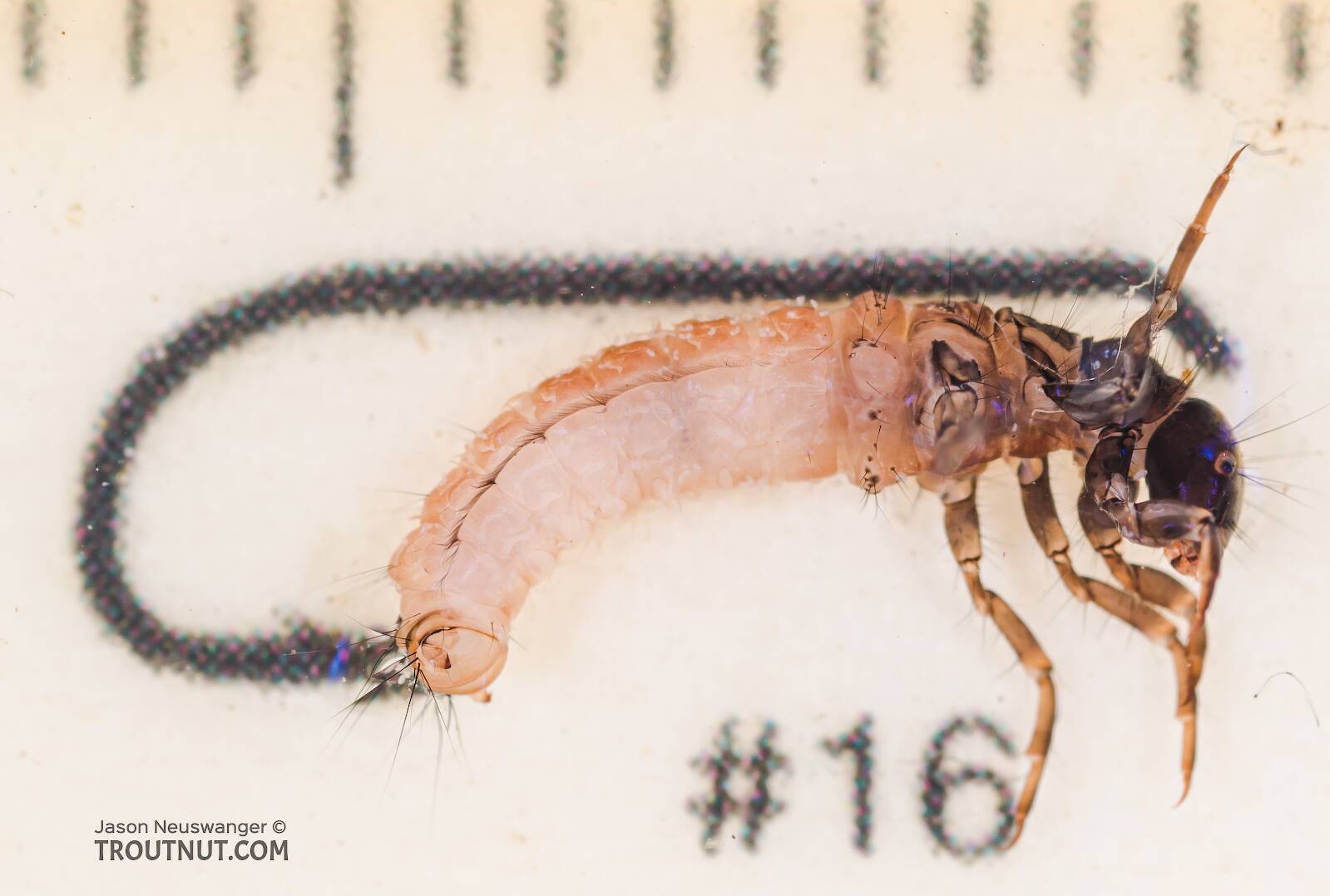 Limnephilidae (Giant Sedges) Caddisfly Larva Pictures