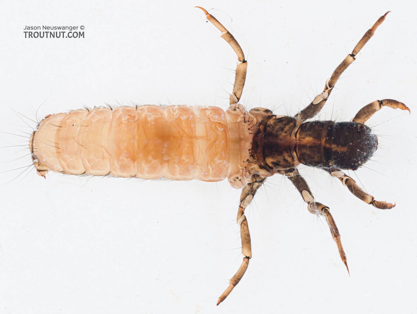 Identification: Key to Families of Caddisfly Larvae, Couplet 5
