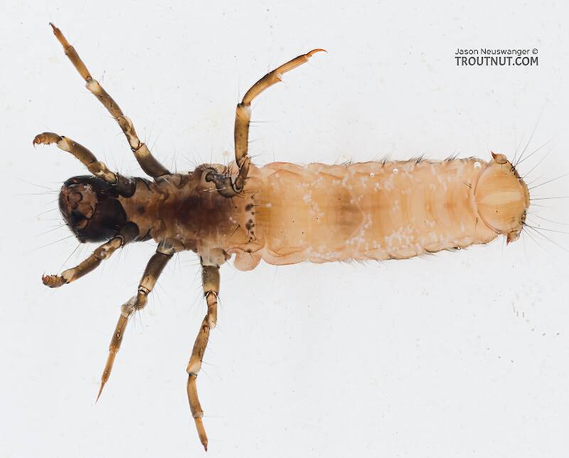 Limnephilidae (Giant Sedges) Caddisfly Larva Pictures