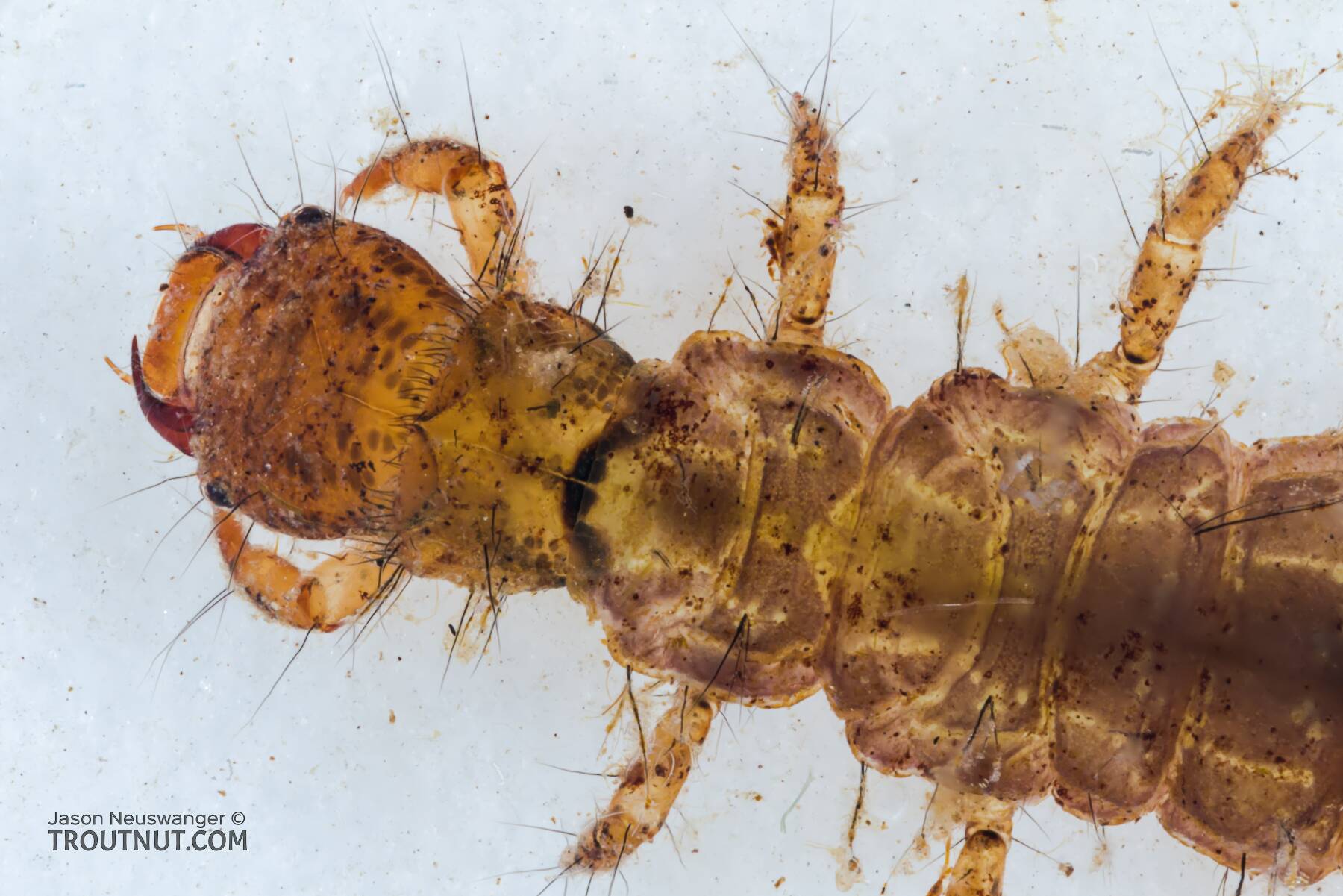 Mayfly Species Stenonema vicarium (March Browns)
