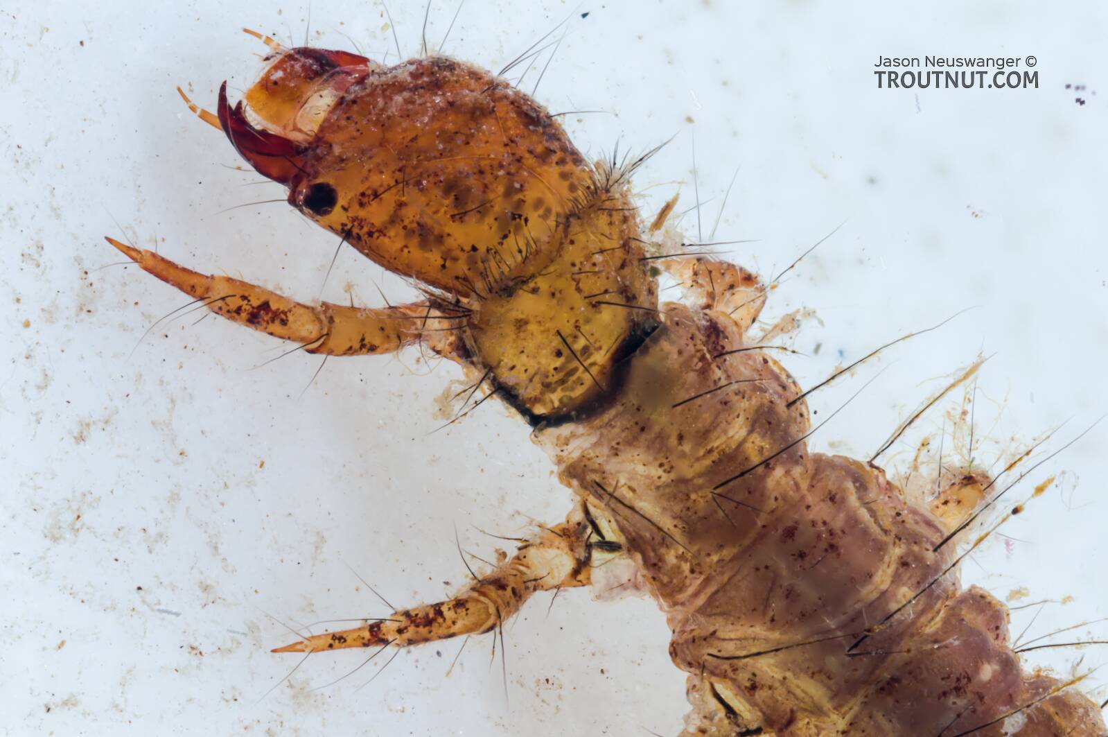 Holocentropus Caddisfly Larva Pictures