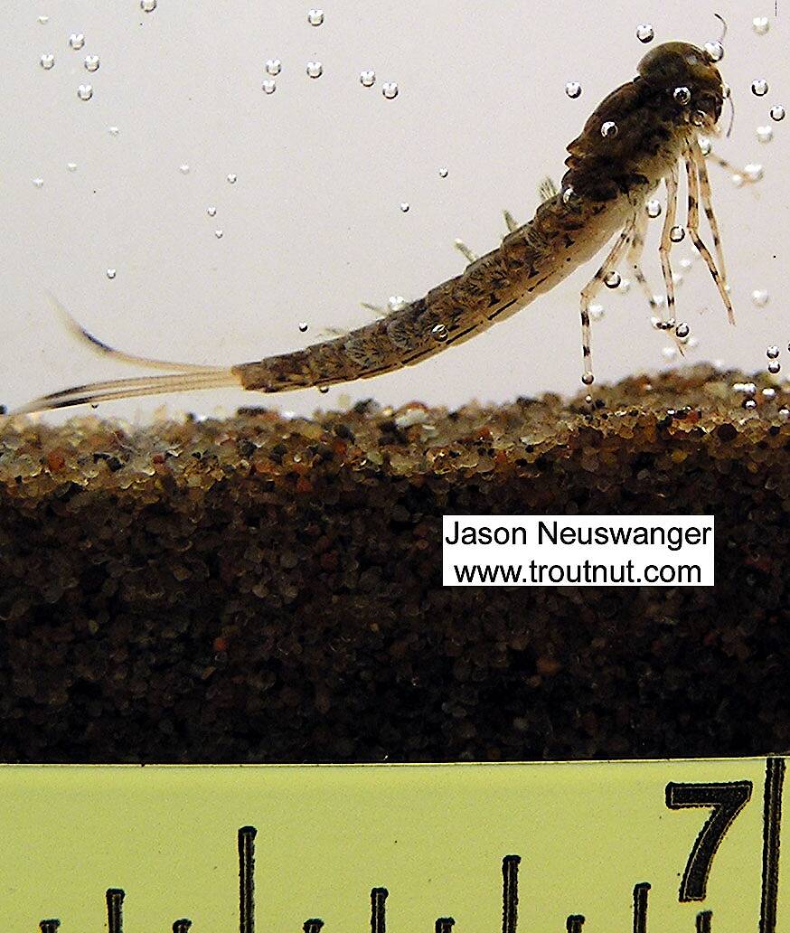 Siphloplecton basale (Pseudo-Gray Drake) Mayfly Nymph Pictures