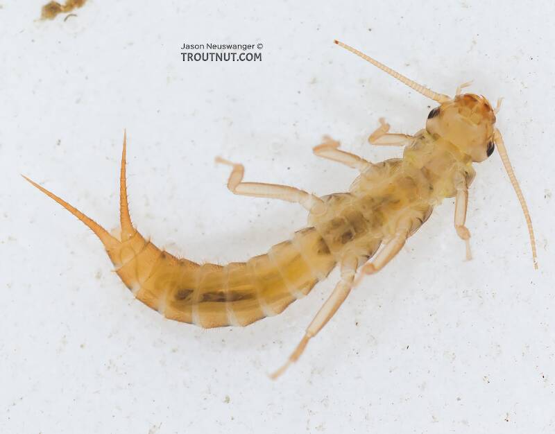 Sweltsa (Sallfly) Stonefly Nymph Pictures