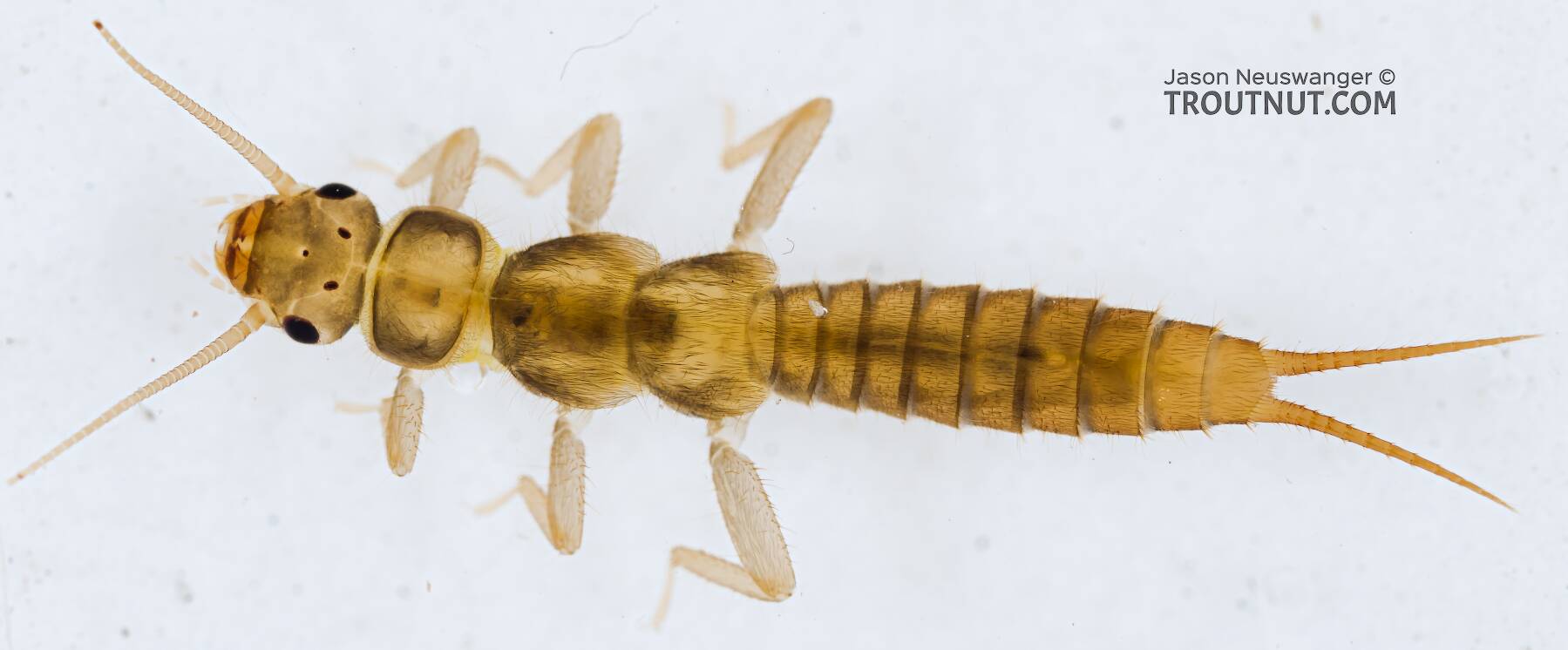 Mayfly Genus Baetis (Blue-Winged Olives)