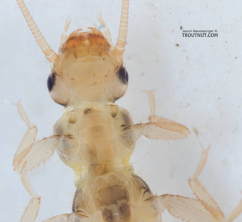 Sweltsa (Sallfly) Stonefly Nymph Pictures