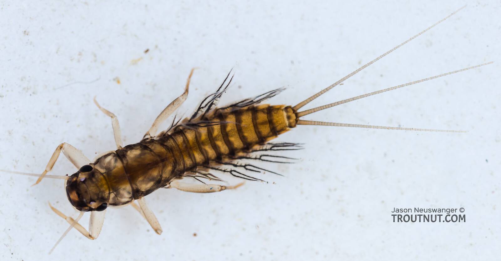Neoleptophlebia Mayfly Nymph Pictures