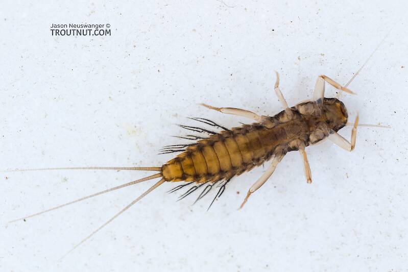 Neoleptophlebia Mayfly Nymph Pictures