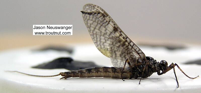 Male Siphloplecton basale (Pseudo-Gray Drake) Mayfly Dun Pictures