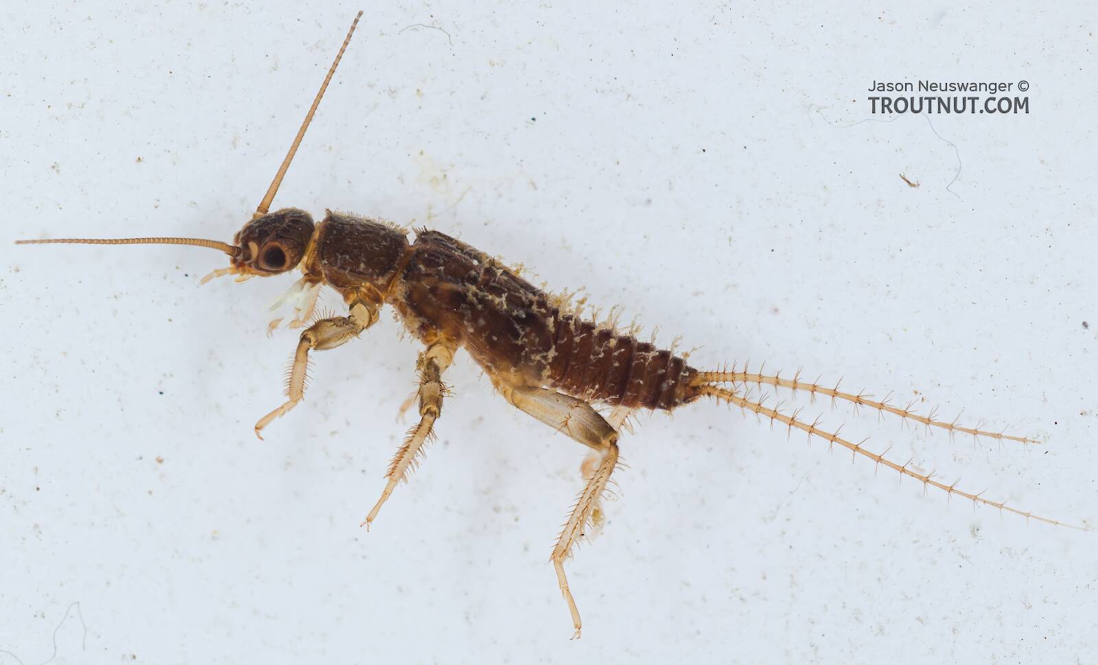 Zapada cinctipes (Tiny Winter Black) Stonefly Nymph Pictures