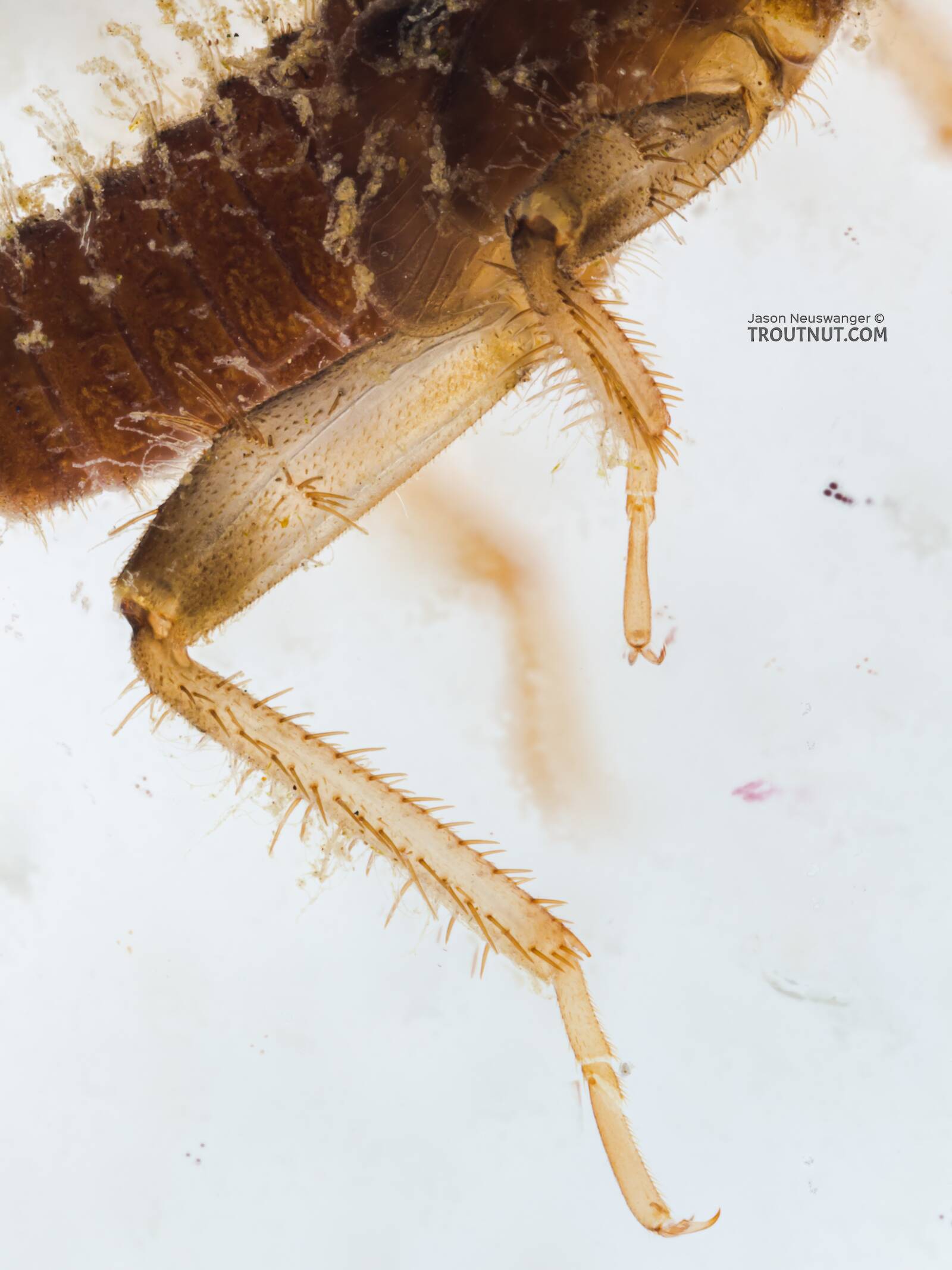 Zapada cinctipes (Tiny Winter Black) Stonefly Nymph Pictures