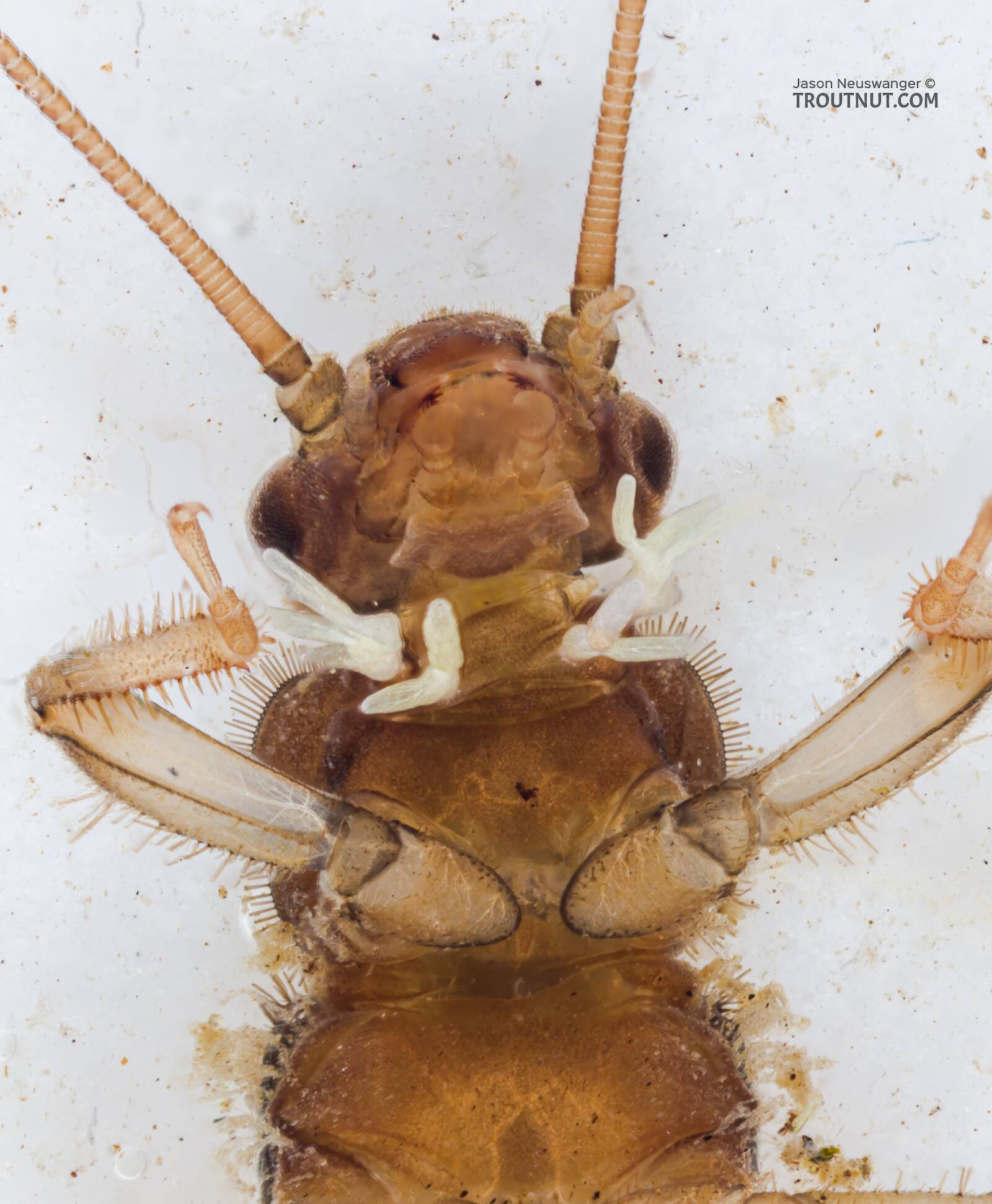 Zapada cinctipes (Tiny Winter Black) Stonefly Nymph Pictures