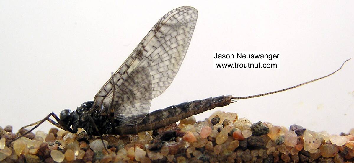Mayfly Species Siphloplecton basale (Pseudo-Gray Drakes)