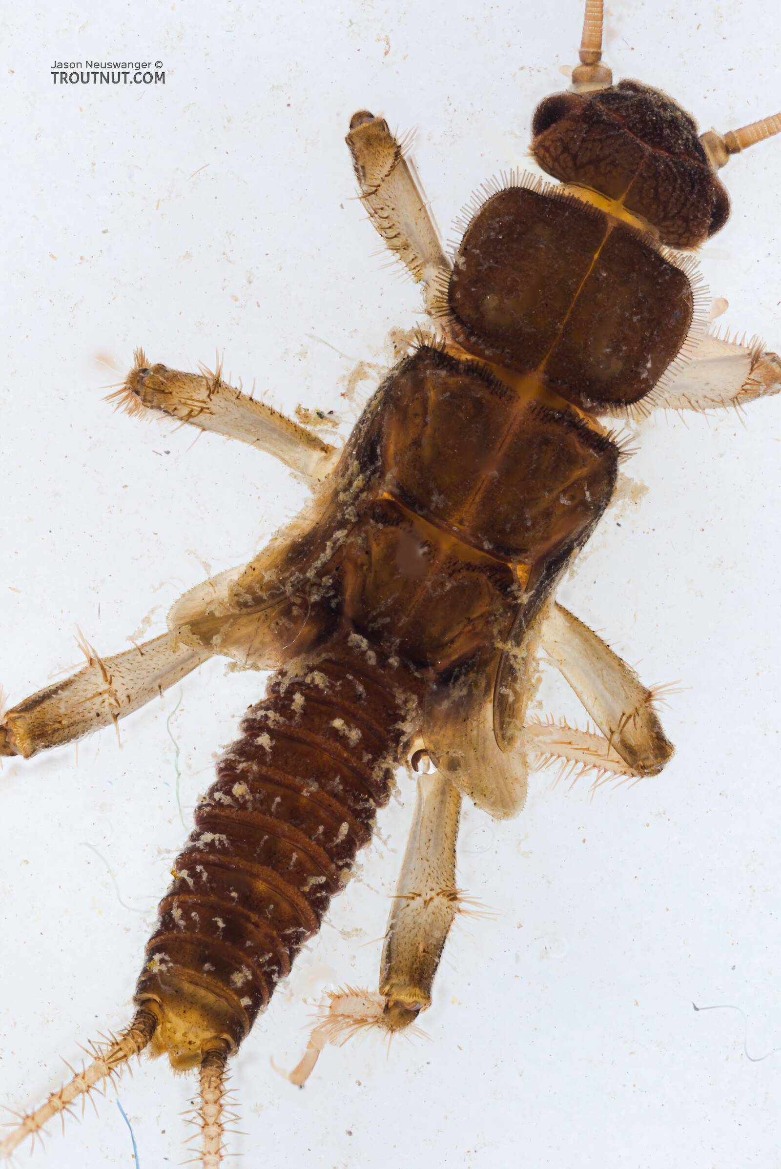 Zapada cinctipes (Tiny Winter Black) Stonefly Nymph Pictures