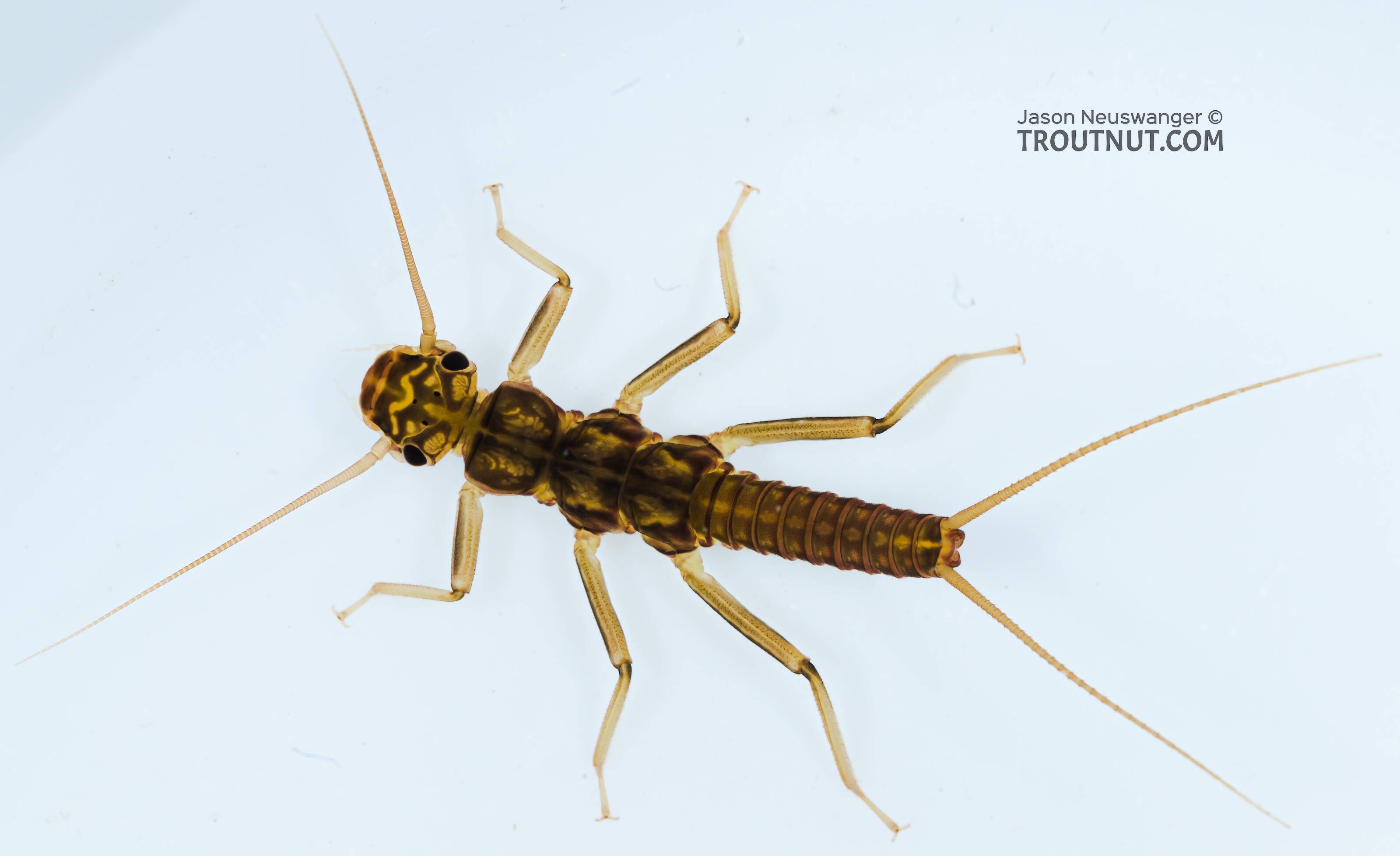 Stonefly Genus Skwala (Large Springflies)