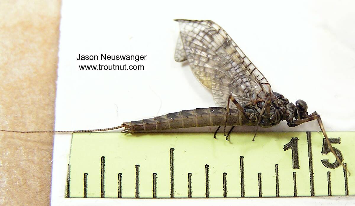 Male Siphloplecton basale (Pseudo-Gray Drake) Mayfly Dun Pictures