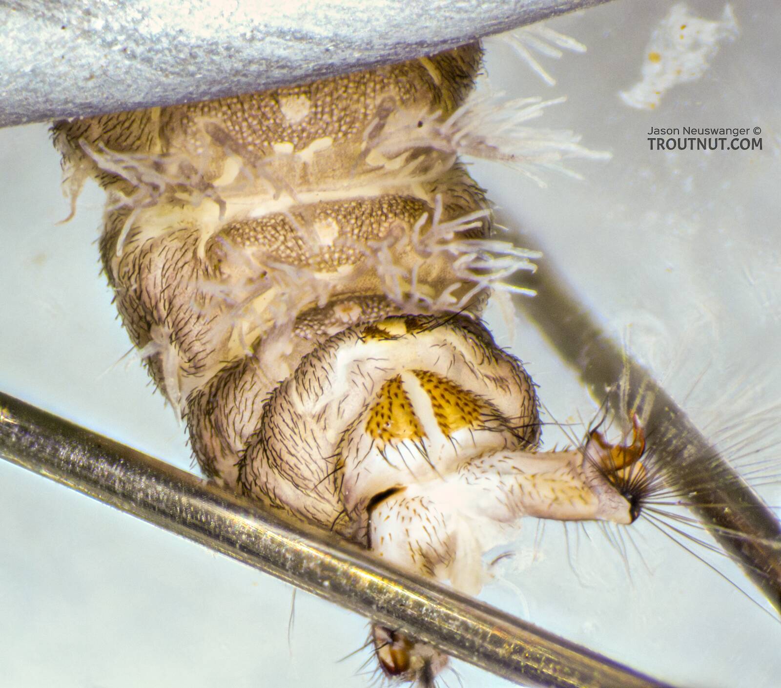 Hydropsyche (Spotted Sedge) Caddisfly Larva Pictures