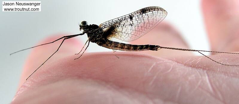 Male Siphloplecton basale (Pseudo-Gray Drake) Mayfly Spinner Pictures