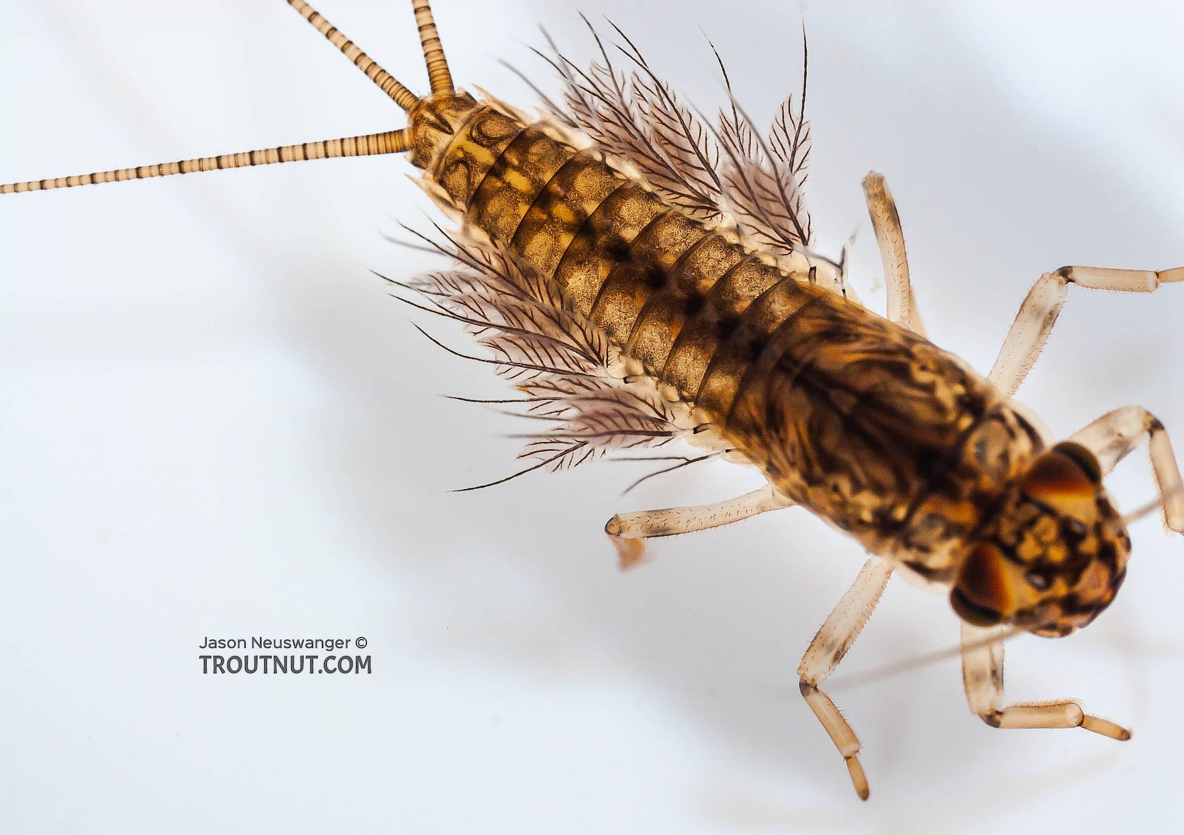Leptophlebia cupida (Black Quill) Mayfly Nymph Pictures