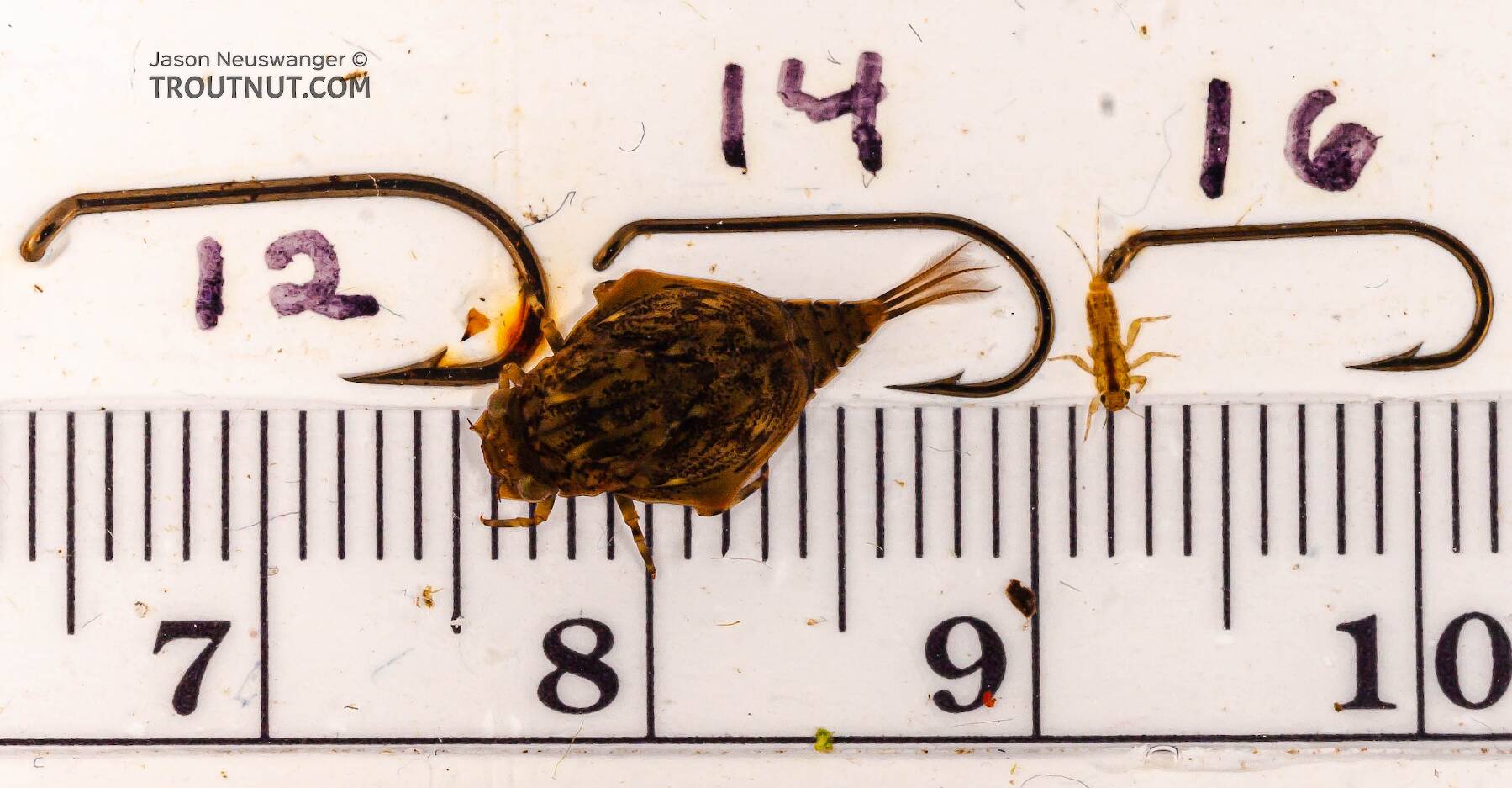 Baetisca obesa (Armored Mayfly) Mayfly Nymph Pictures