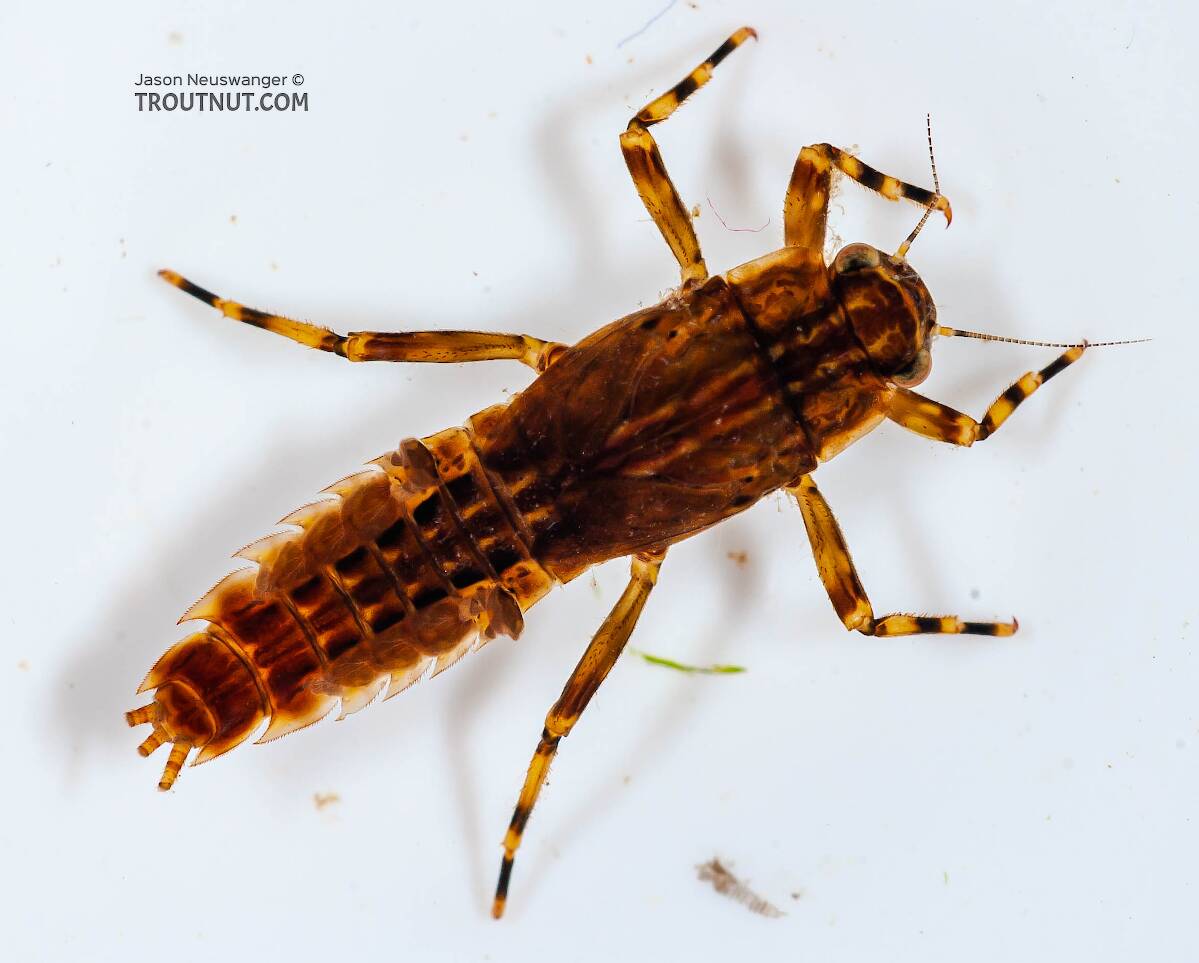 Ephemerella aurivillii Mayfly Nymph Pictures