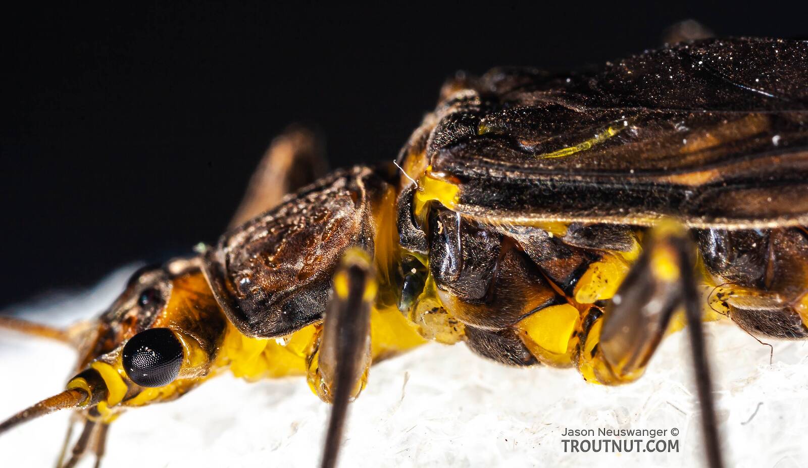 Female Paragnetina (Golden Stone) Stonefly Adult Pictures