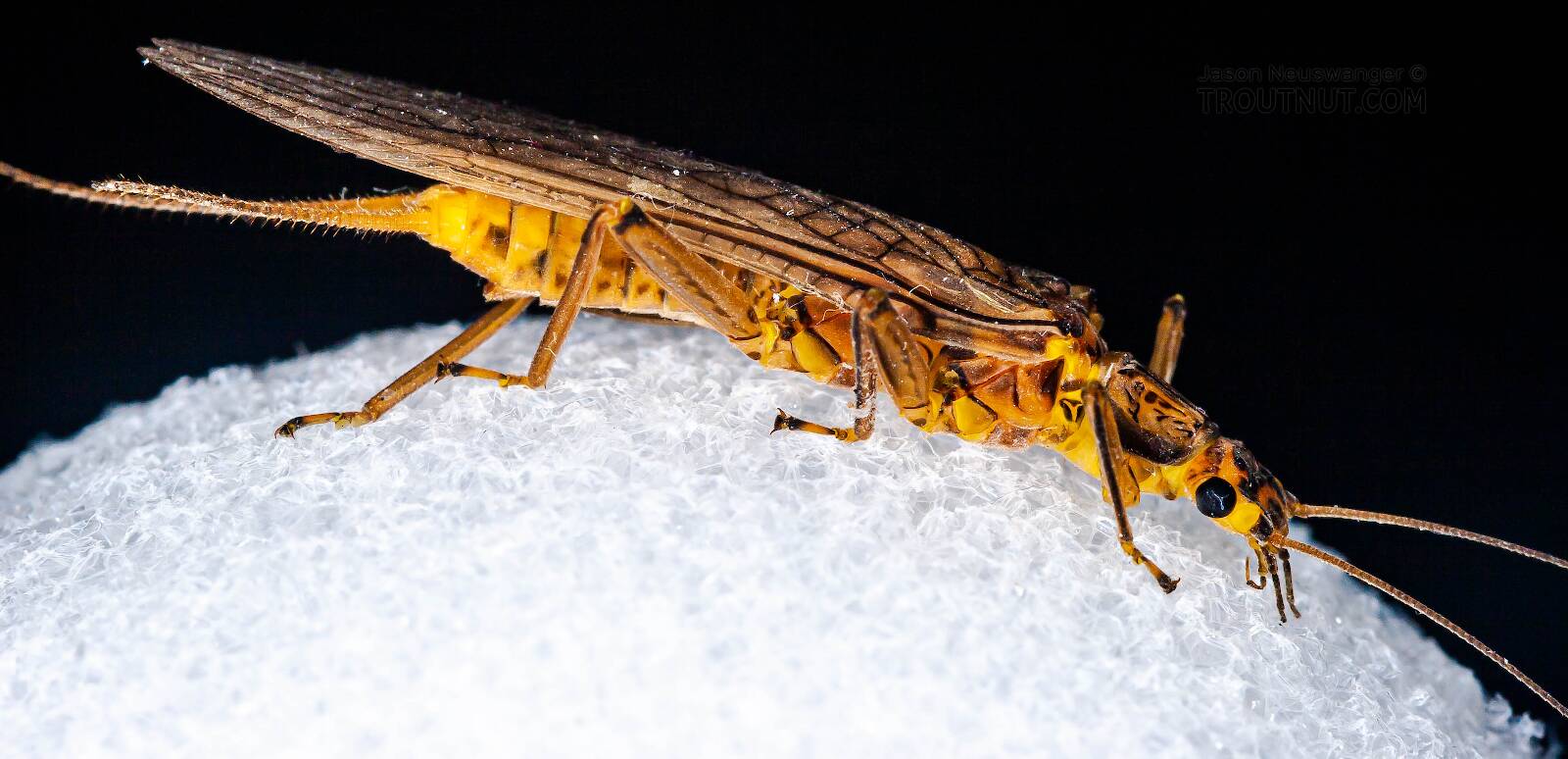 Female Acroneuria lycorias (Golden Stone) Stonefly Adult Pictures