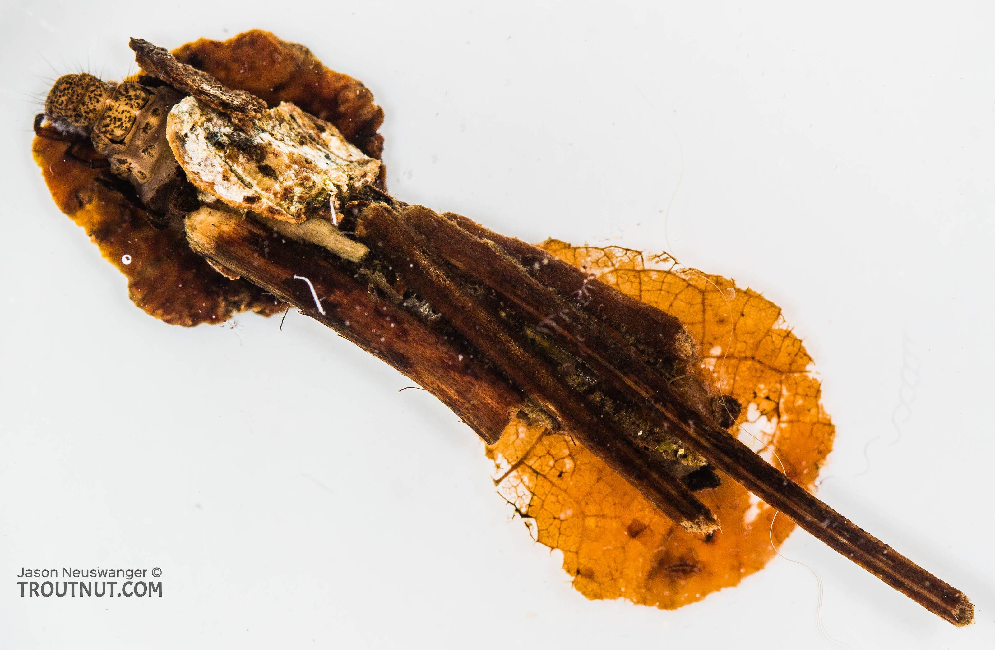Pycnopsyche guttifera (Great Autumn Brown Sedge) Caddisfly Larva Pictures