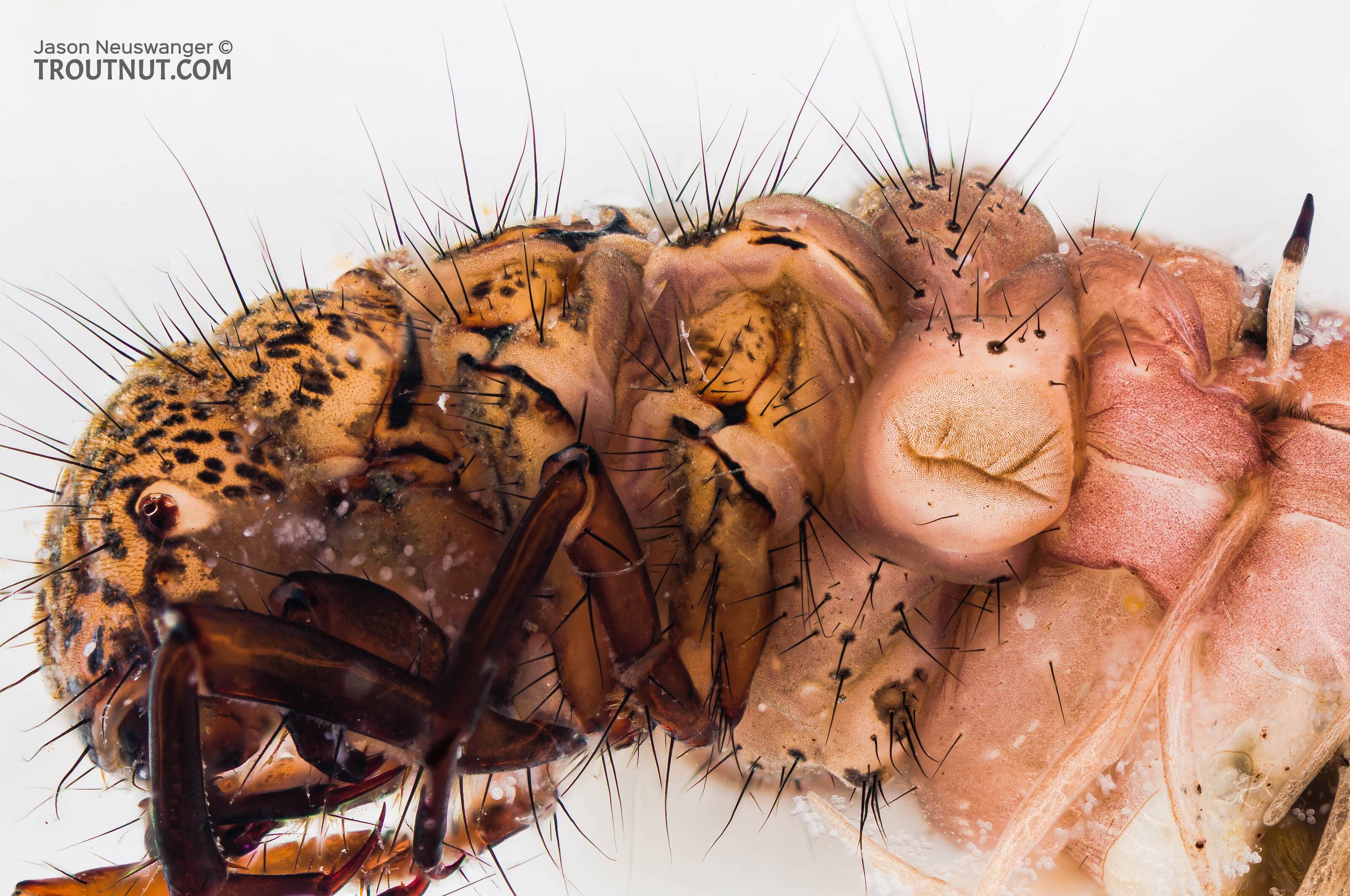 Pycnopsyche guttifera (Great Autumn Brown Sedge) Caddisfly Larva Pictures