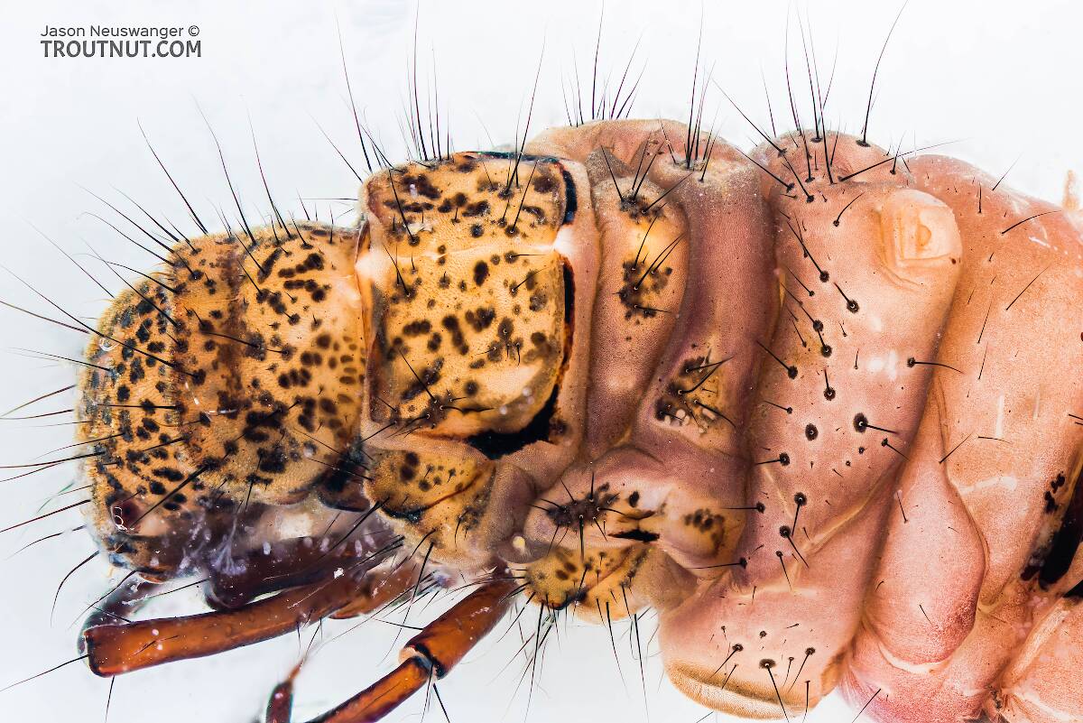 Pycnopsyche guttifera (Great Autumn Brown Sedge) Caddisfly Larva Pictures