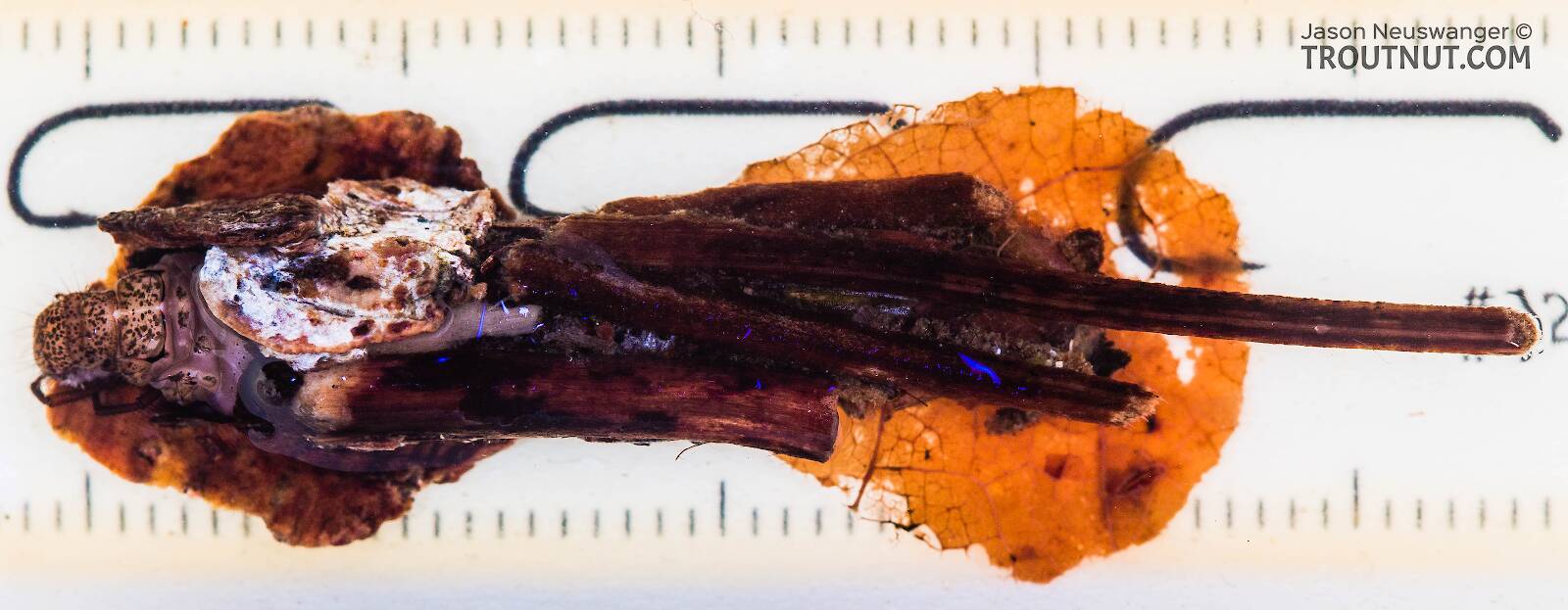 Pycnopsyche guttifera (Great Autumn Brown Sedge) Caddisfly Larva Pictures