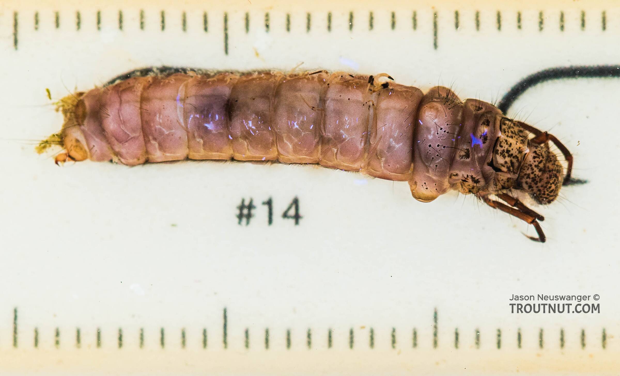 Pycnopsyche guttifera (Great Autumn Brown Sedge) Caddisfly Larva Pictures