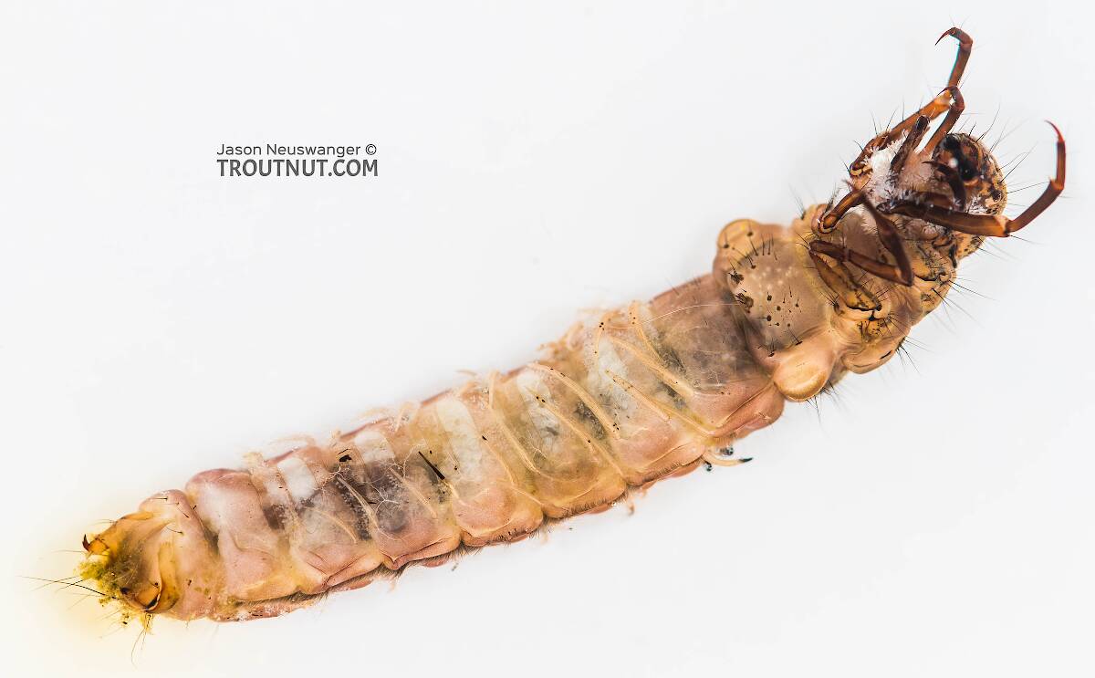 Pycnopsyche guttifera (Great Autumn Brown Sedge) Caddisfly Larva Pictures