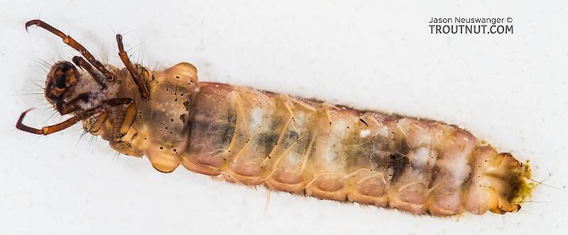 Pycnopsyche guttifera (Great Autumn Brown Sedge) Caddisfly Larva Pictures
