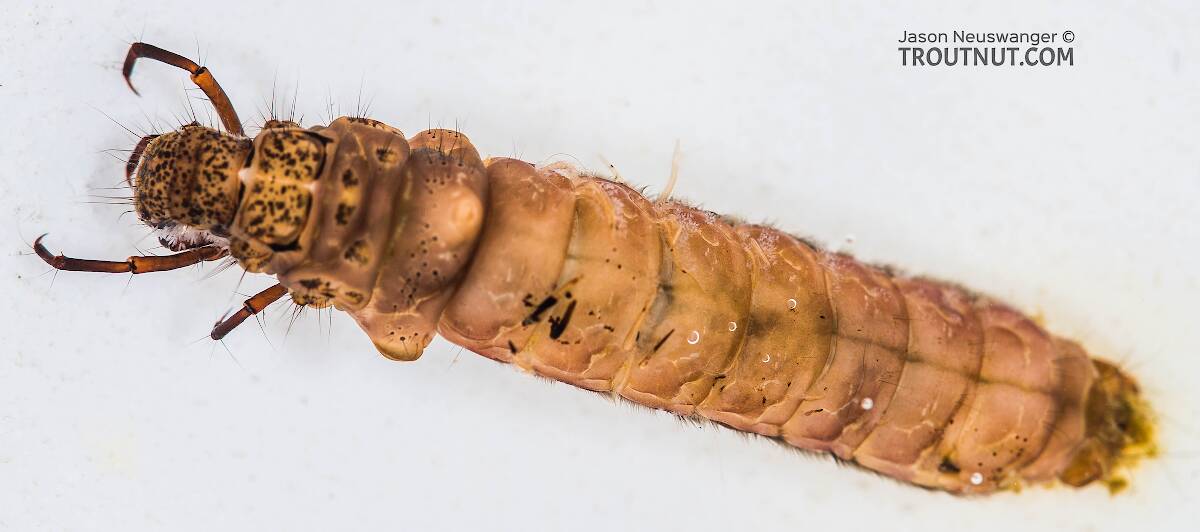 Mayfly Species Ephemerella invaria (Sulphurs)