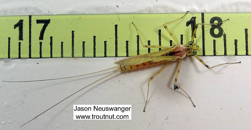 Female Stenacron (Light Cahill) Mayfly Dun Pictures