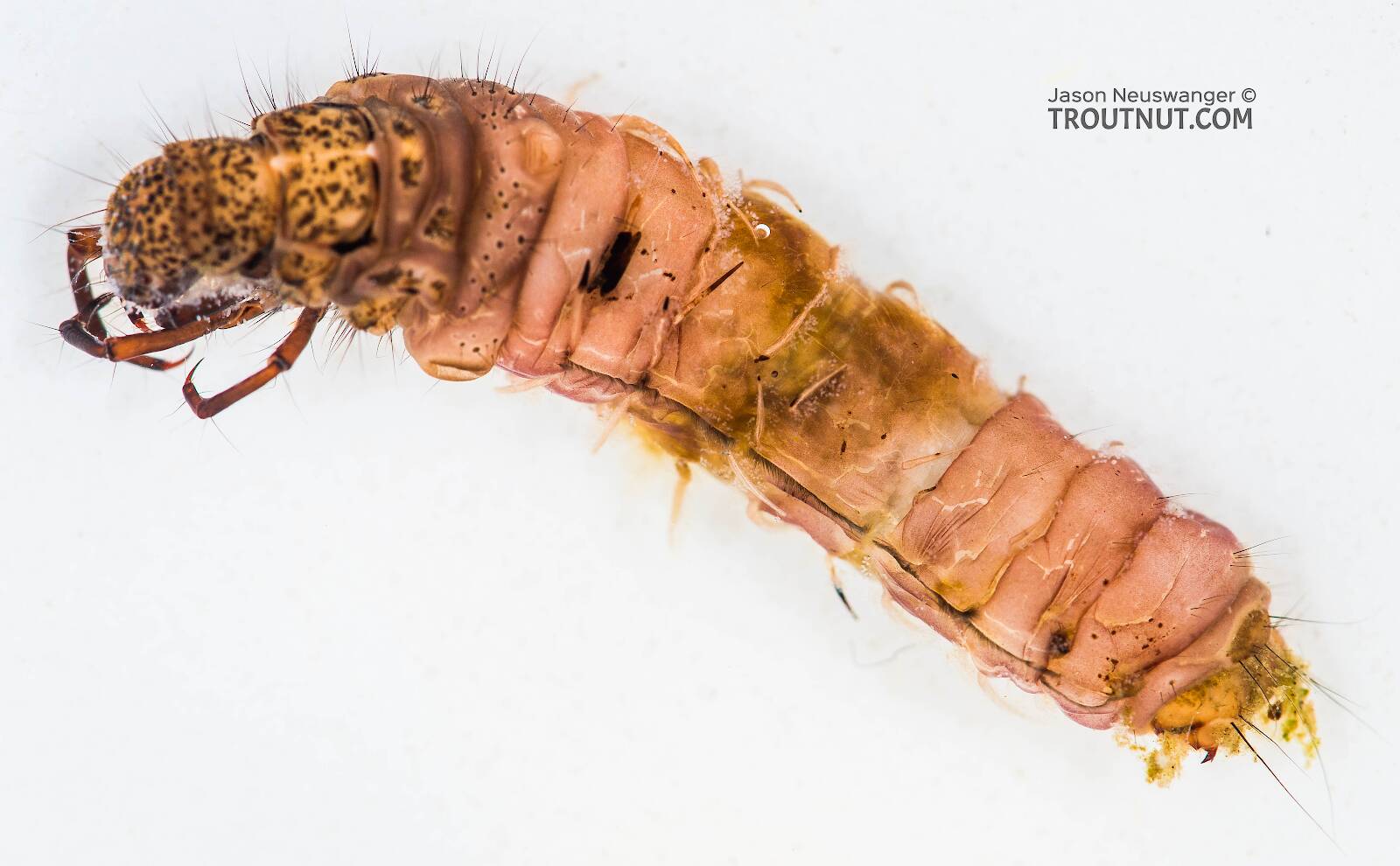 Pycnopsyche guttifera (Great Autumn Brown Sedge) Caddisfly Larva Pictures