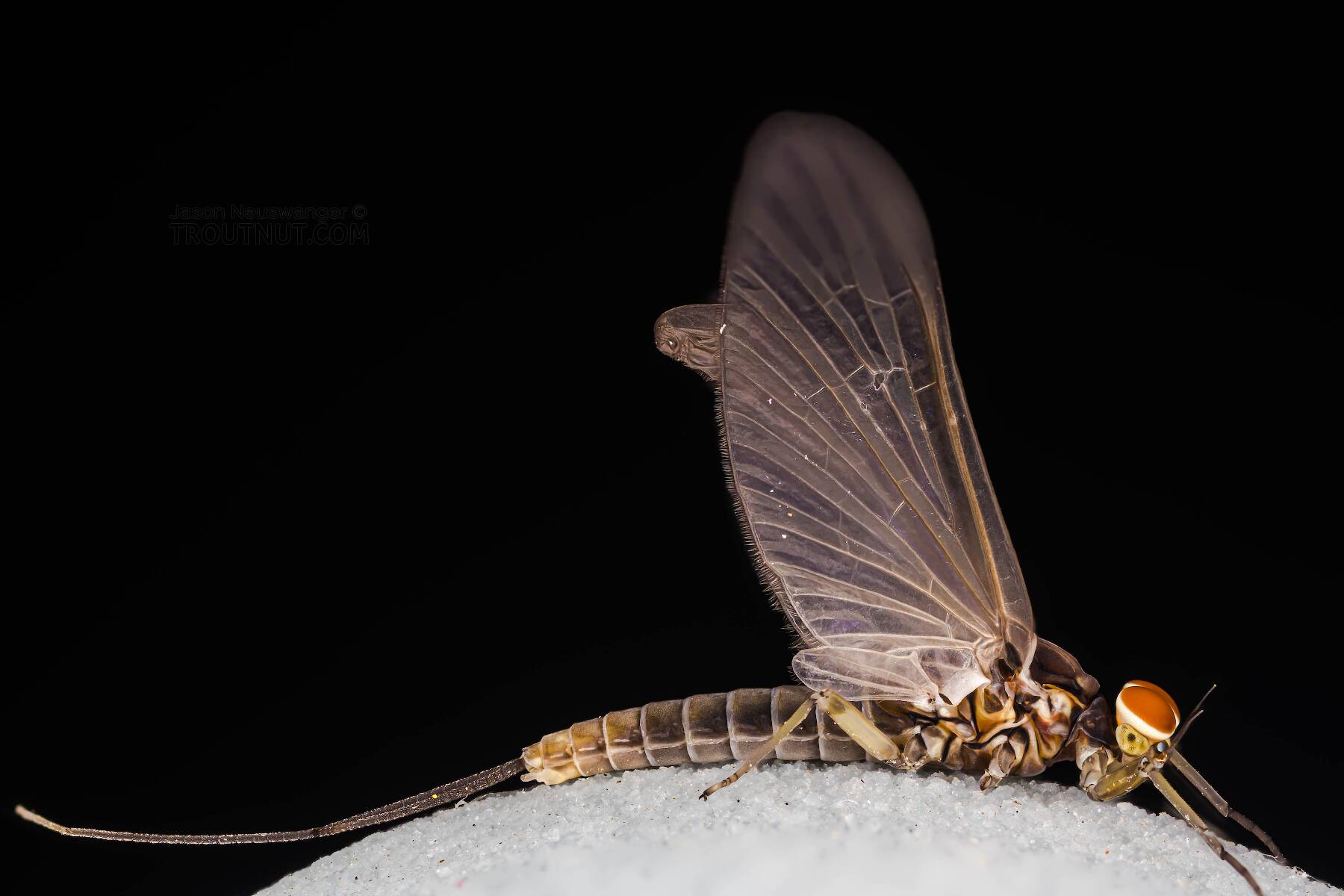 Mayfly Genus Ephoron (White Flies)