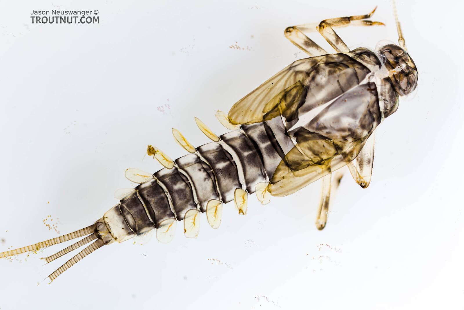 Male Baetidae (Blue-Winged Olive) Mayfly Dun Pictures