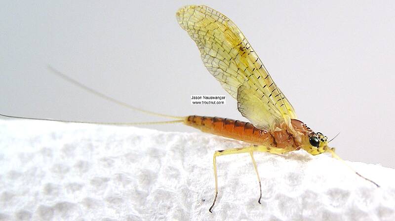 Female Stenacron (Light Cahill) Mayfly Dun Pictures