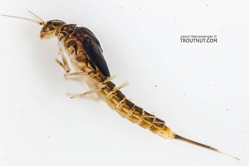 Baetidae (Blue-Winged Olive) Mayfly Nymph Pictures