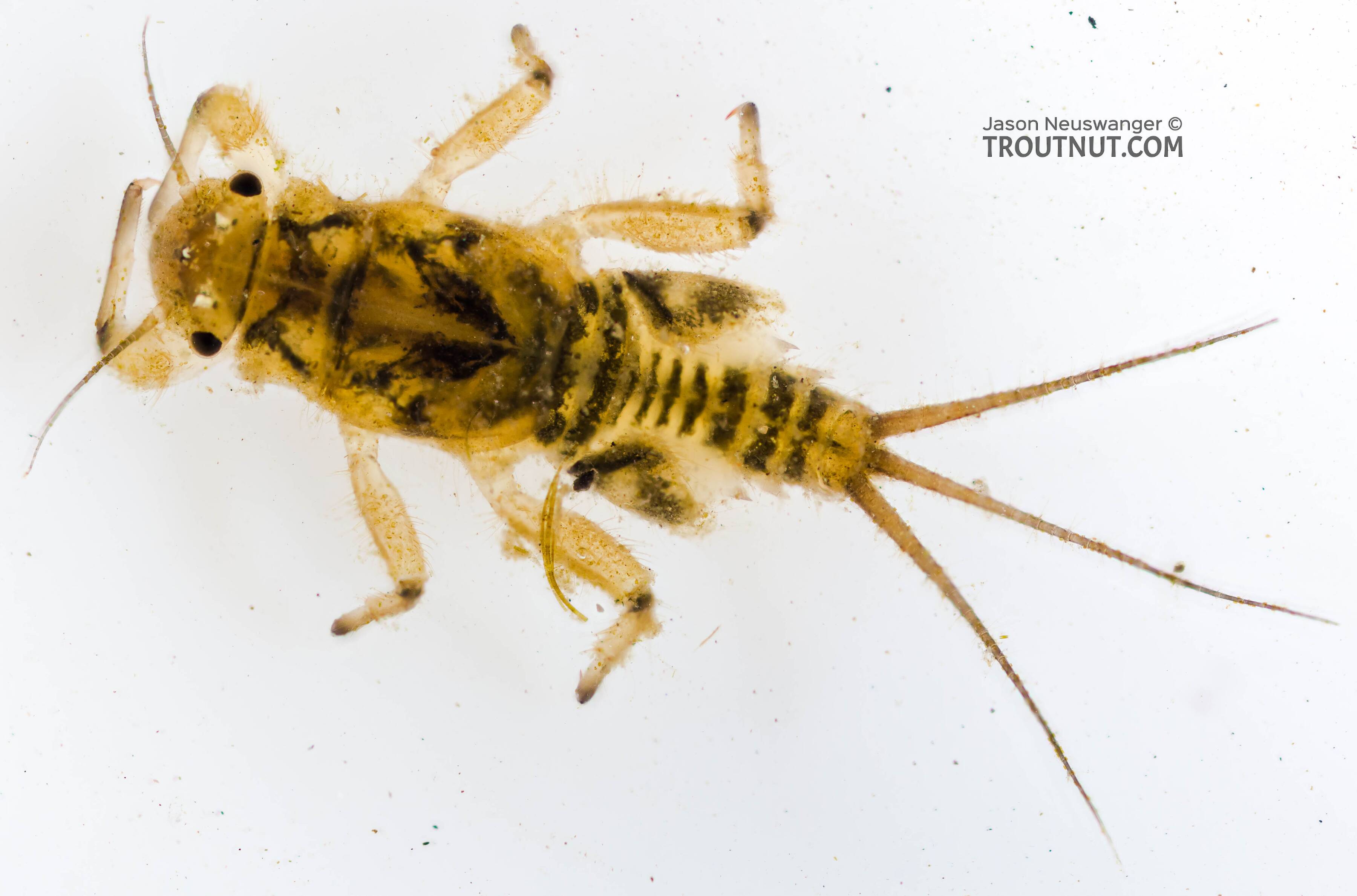 Mayfly Genus Tricorythodes (Tricos)