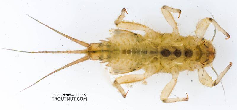 Tricorythodes (Trico) Mayfly Nymph Pictures