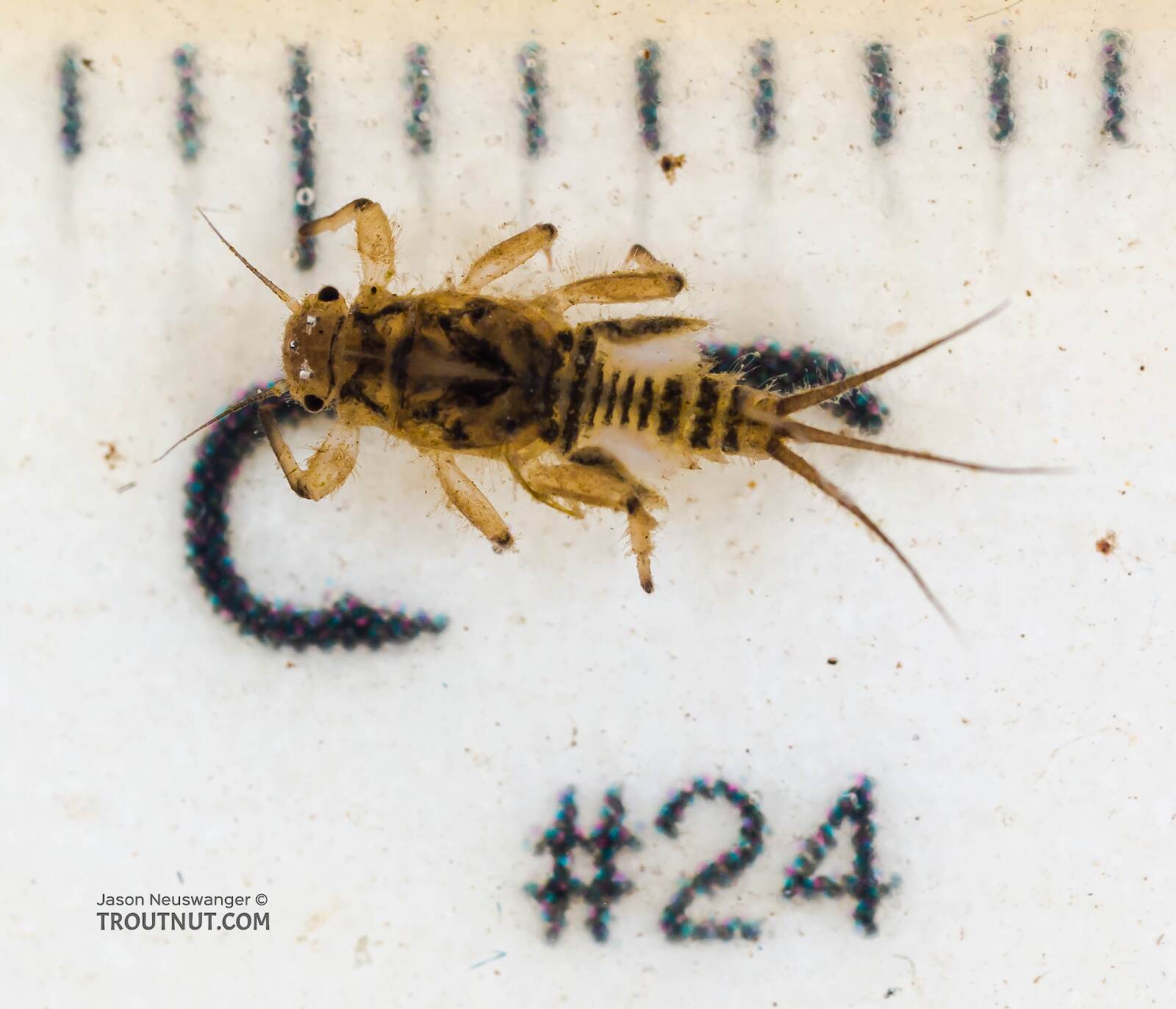 Tricorythodes (Trico) Mayfly Nymph Pictures
