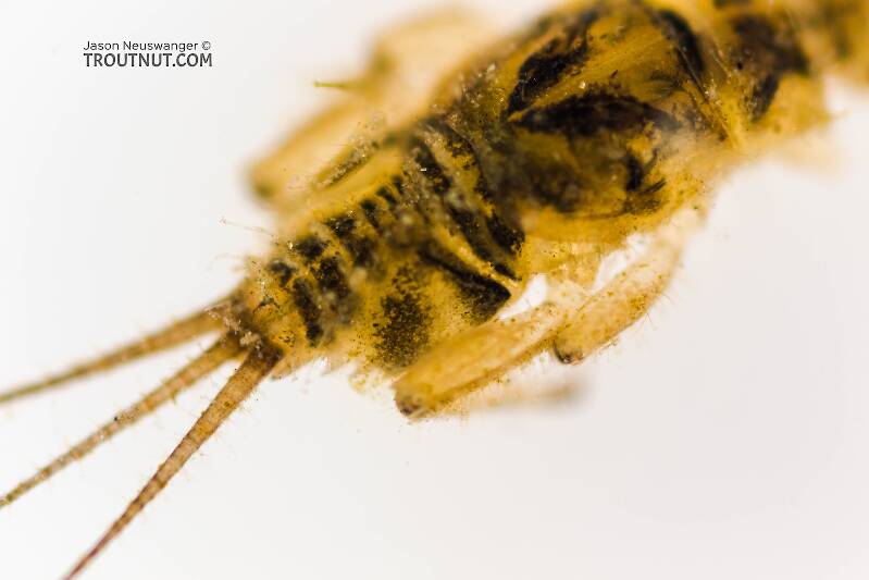 Tricorythodes (Trico) Mayfly Nymph Pictures